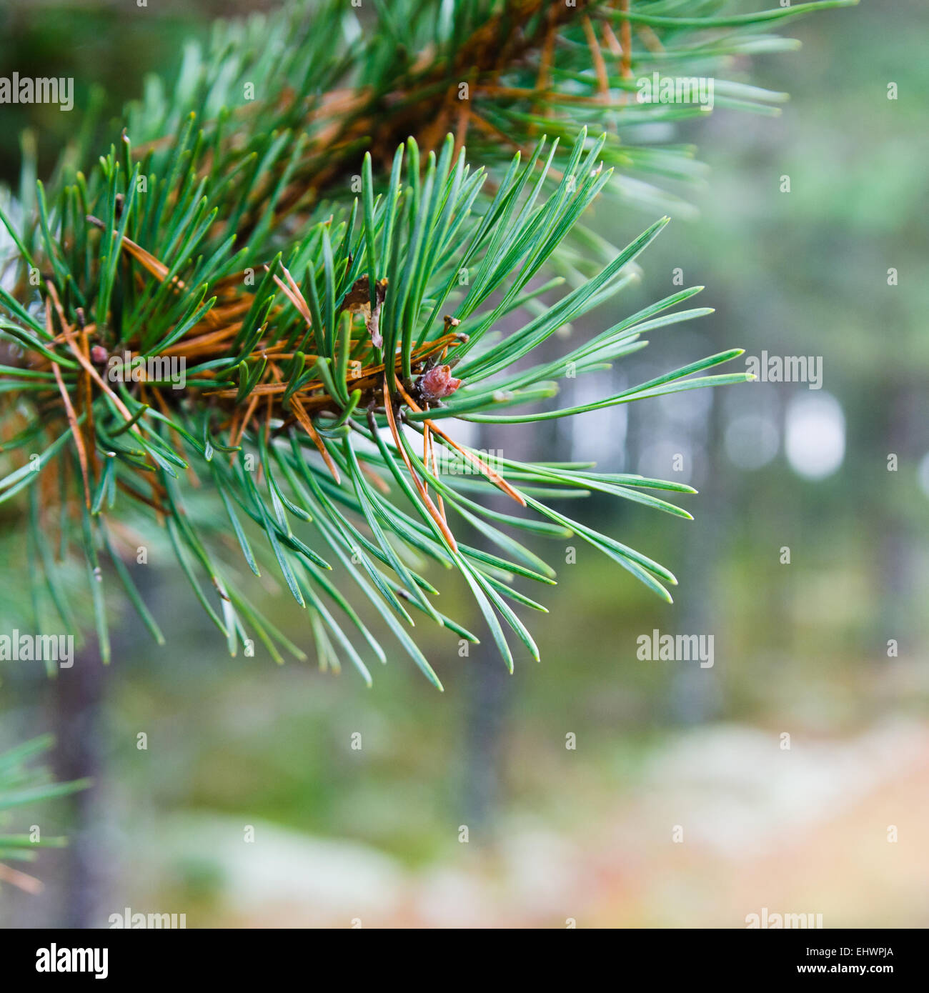 Close up pine branch texture hi-res stock photography and images - Alamy