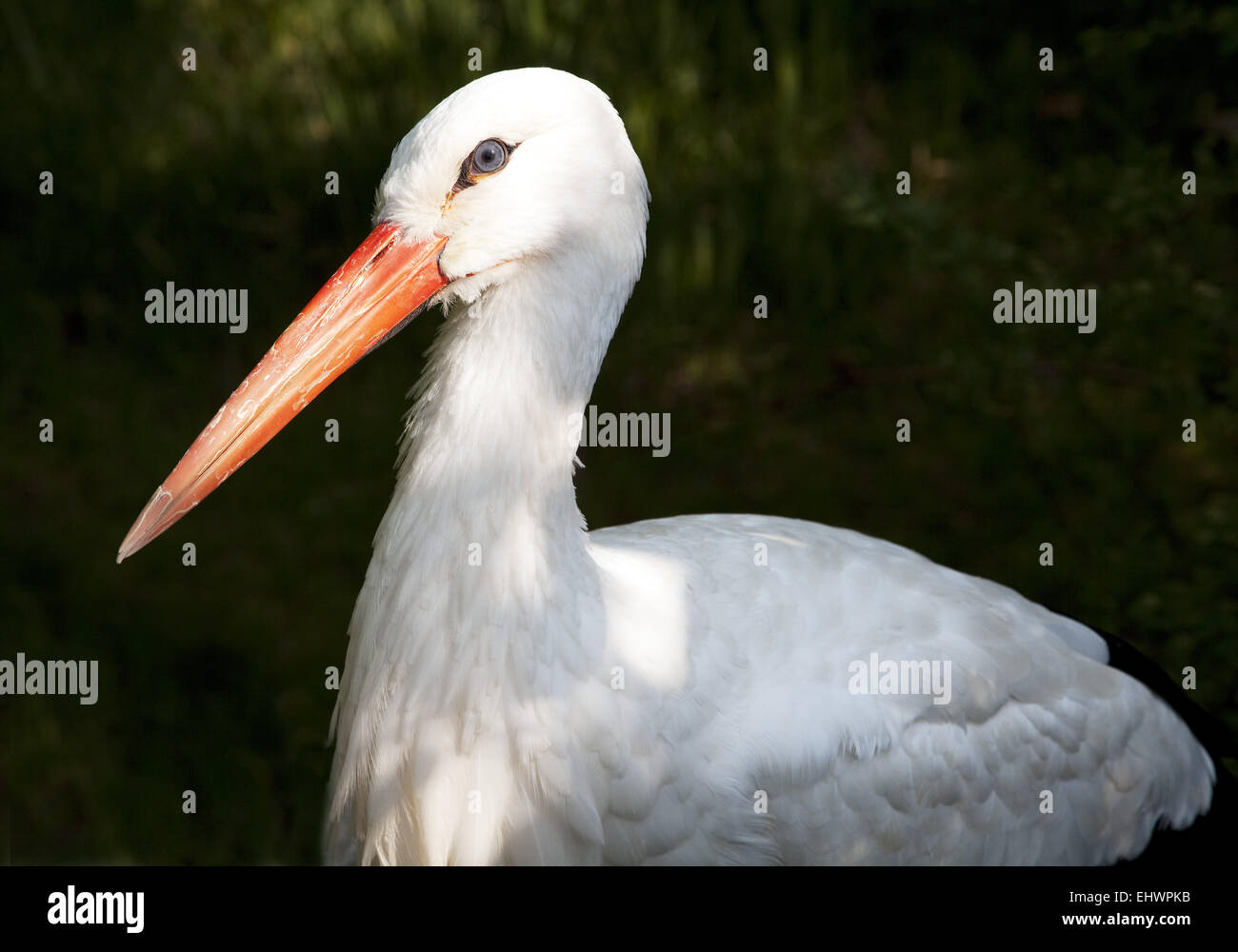Stork, Zoo Duisburg, Germany Stock Photo - Alamy