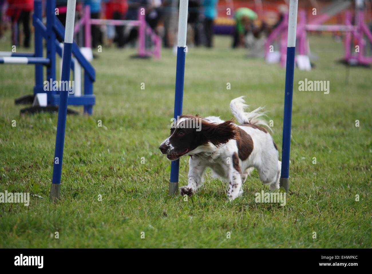 English Springer Spaniel doing agility weave poles Stock Photo - Alamy
