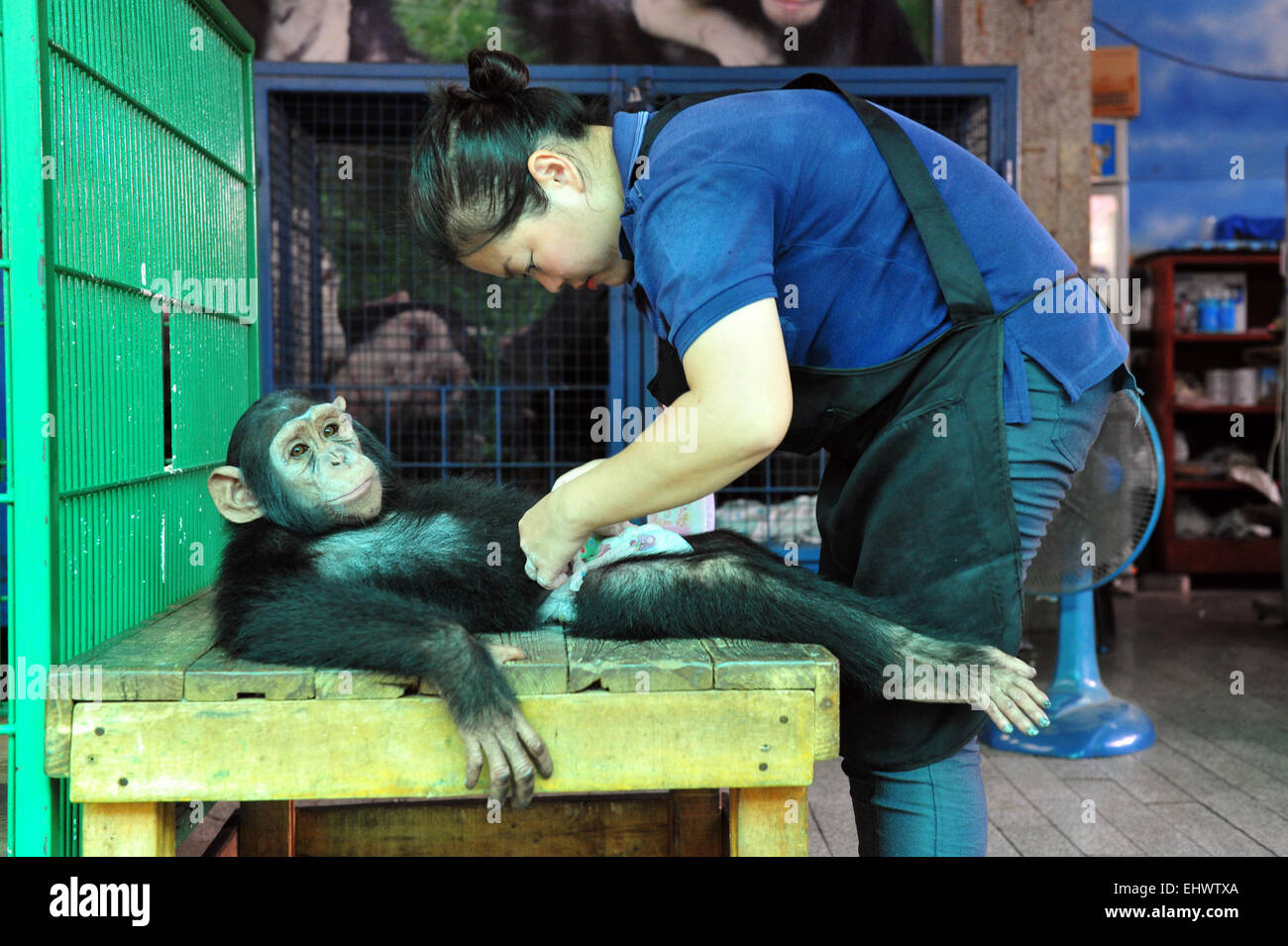 Baby Chimpanzee In Diaper
