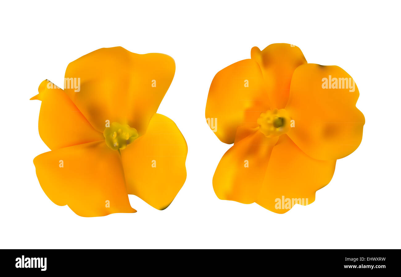 Realistic Flower High Quality Vector Illustration Stock Photo - Alamy