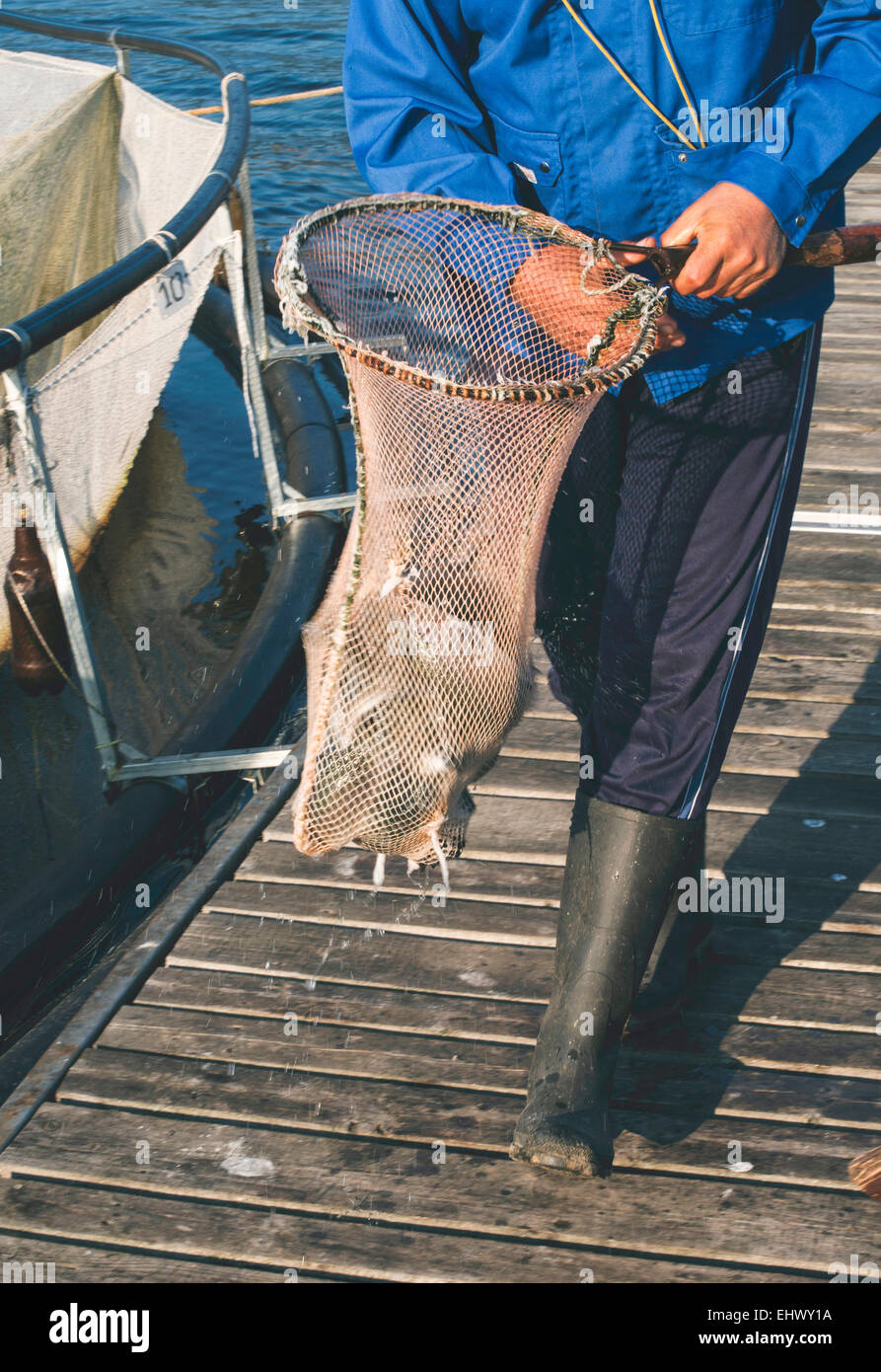 Catching with net hi-res stock photography and images - Alamy