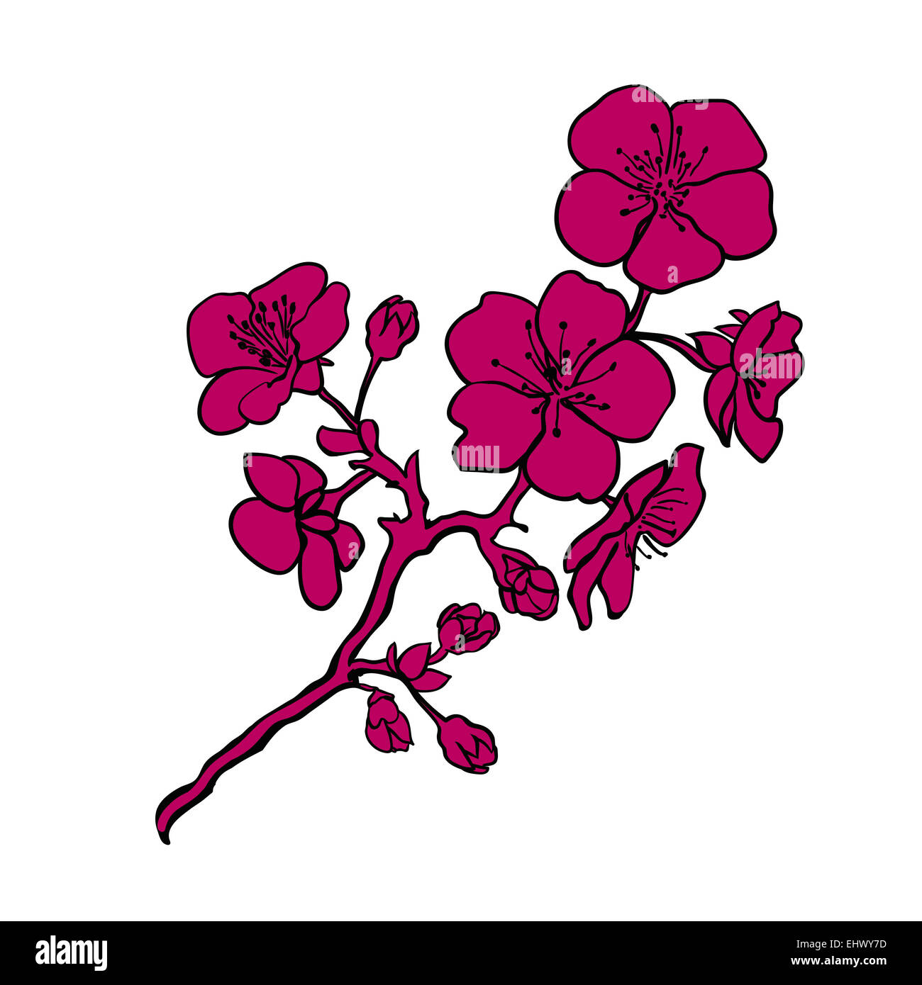 Beautiful spring plum tree blossoms Cut Out Stock Images & Pictures - Alamy