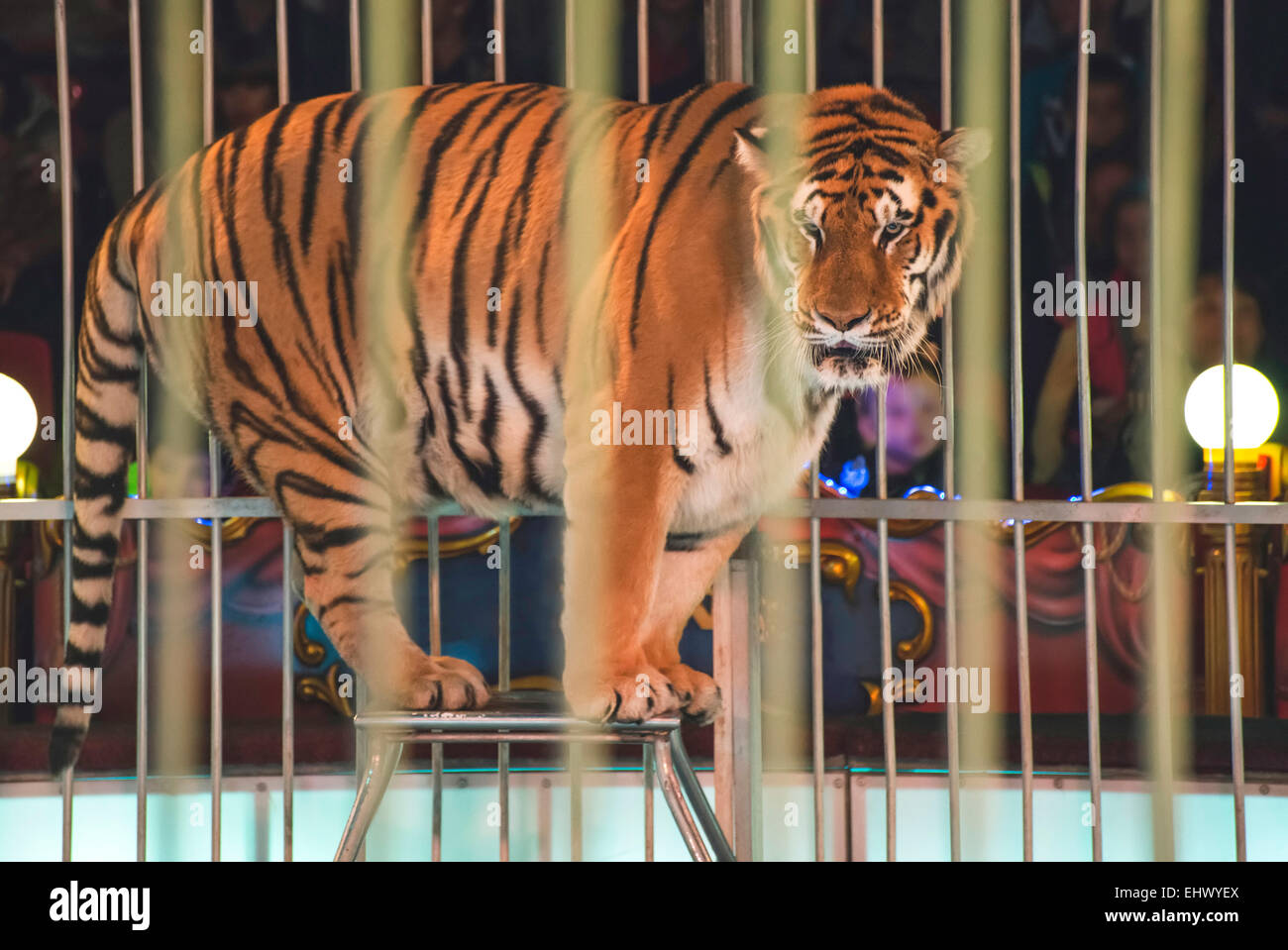 Tiger in circus with audience in the background Stock Photo - Alamy