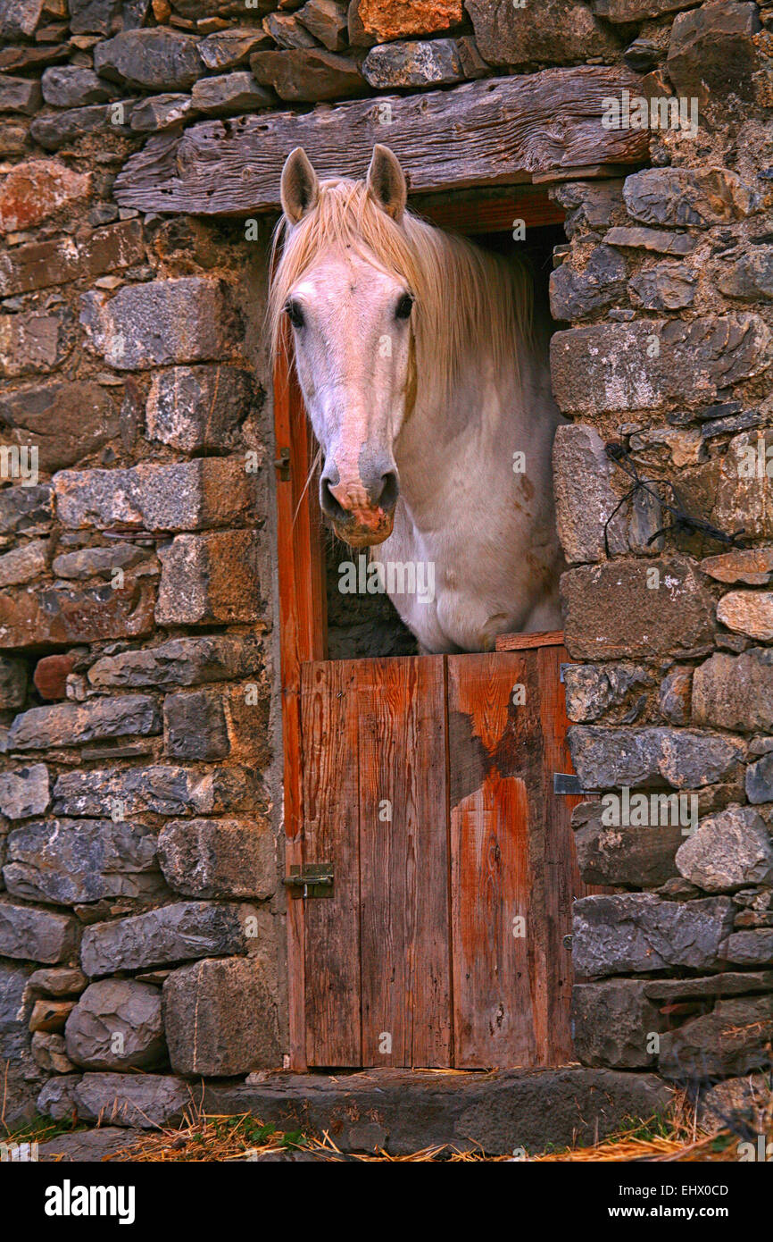 Spain, Province of Huesca, horse in stable Stock Photo - Alamy