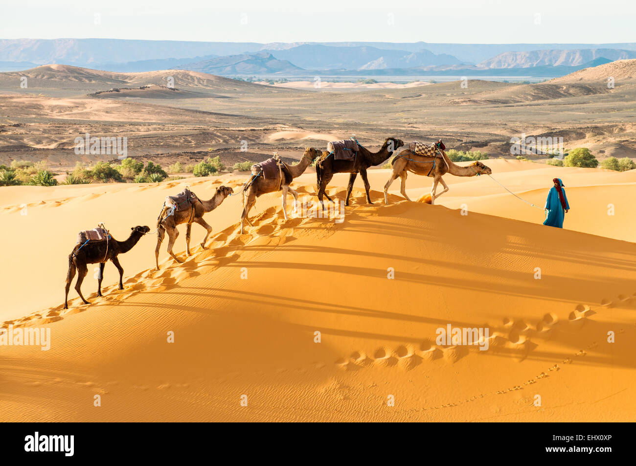 Berber man leading camel train in Sahara desert, Erg Chebbi, Morocco ...