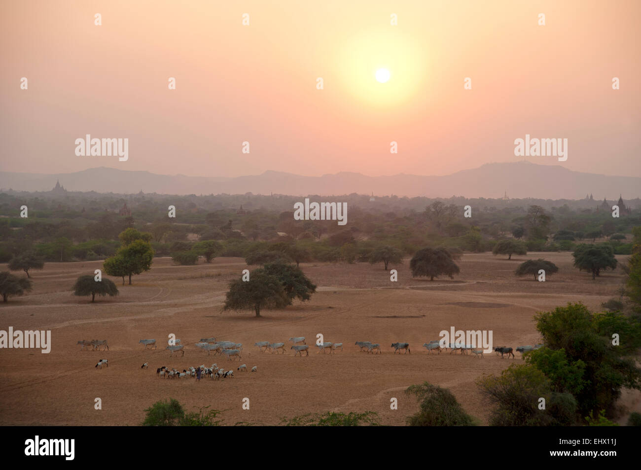 Burmese cattle herd in bagan hi-res stock photography and images - Alamy