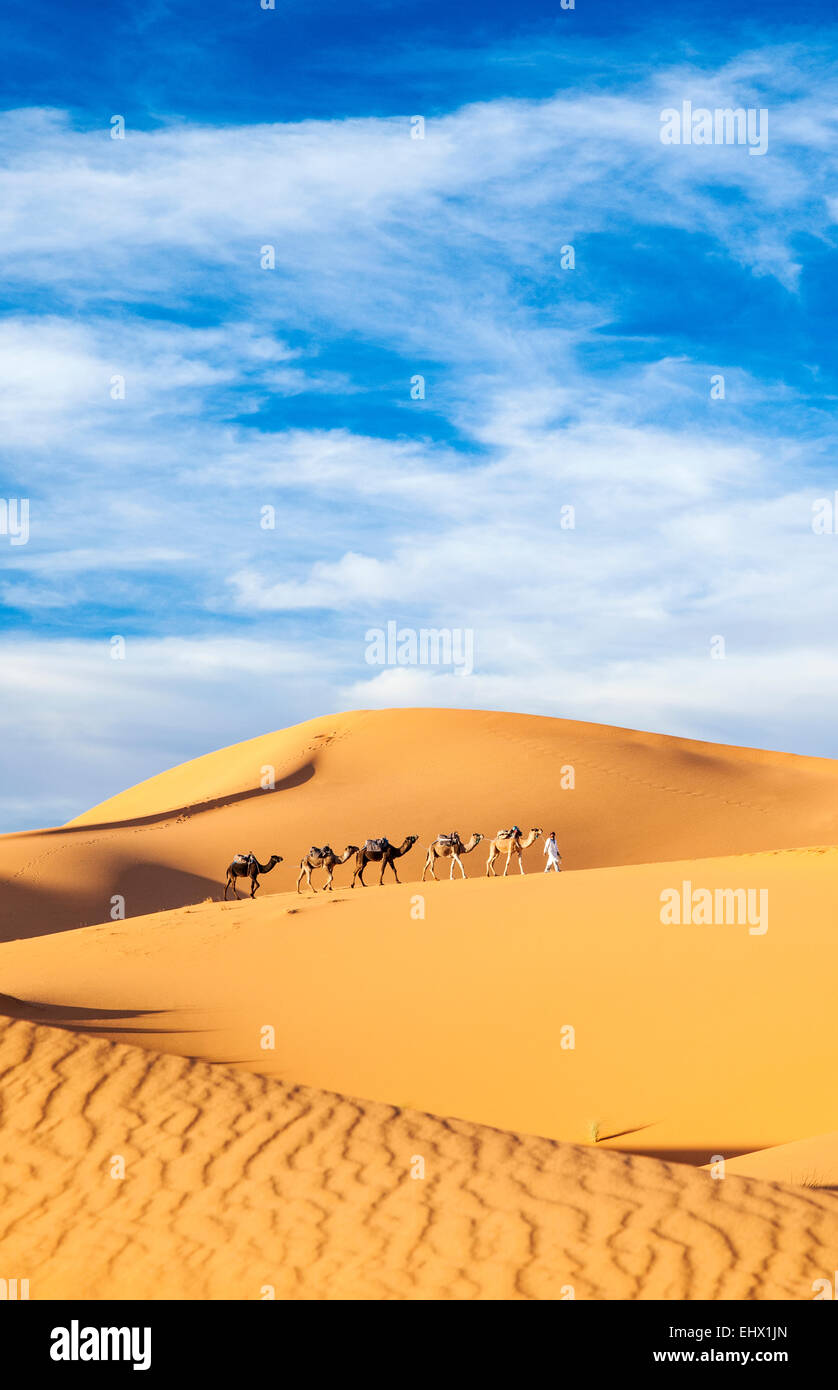 Camel camels trek trekking train hi-res stock photography and images ...