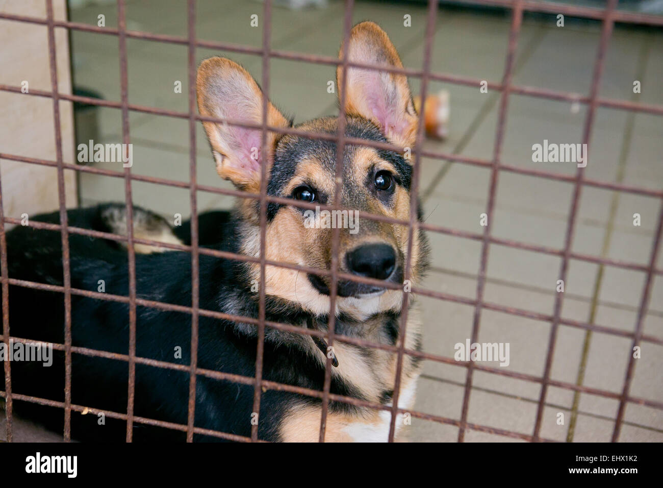 Shelter for homeless dogs hi-res stock photography and images - Alamy