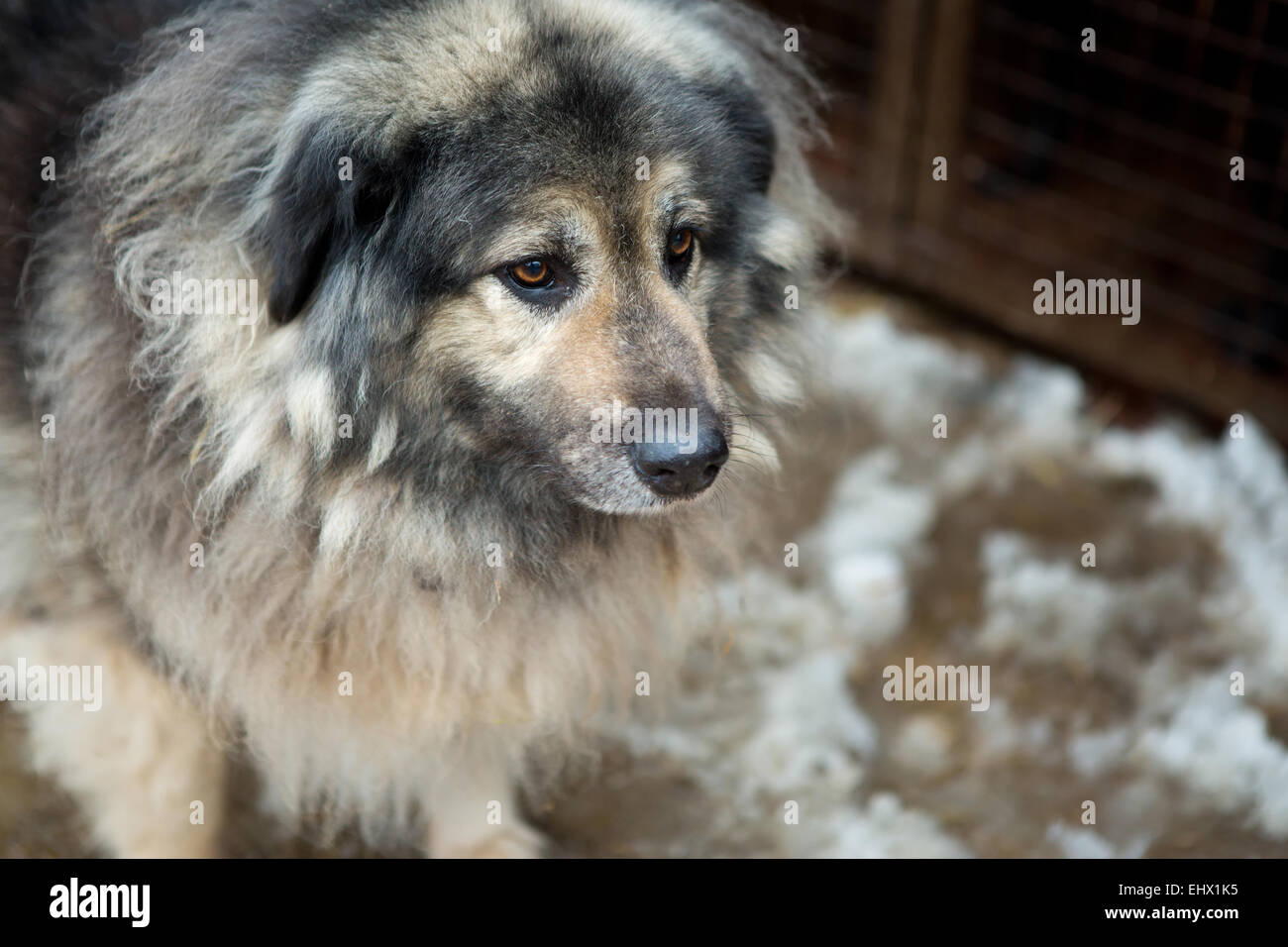 Homeless animals hi-res stock photography and images - Alamy