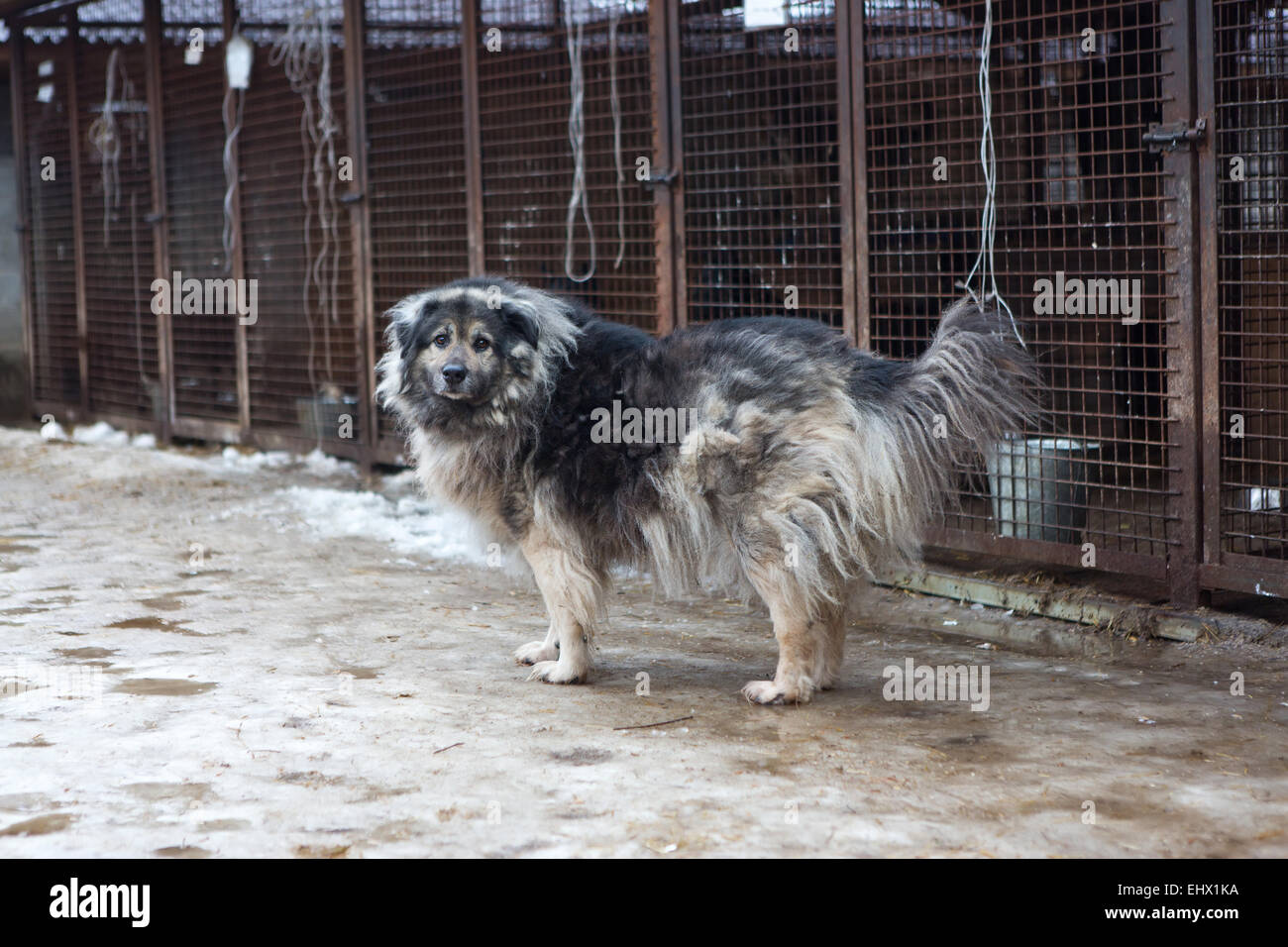Homeless animals hi-res stock photography and images - Alamy