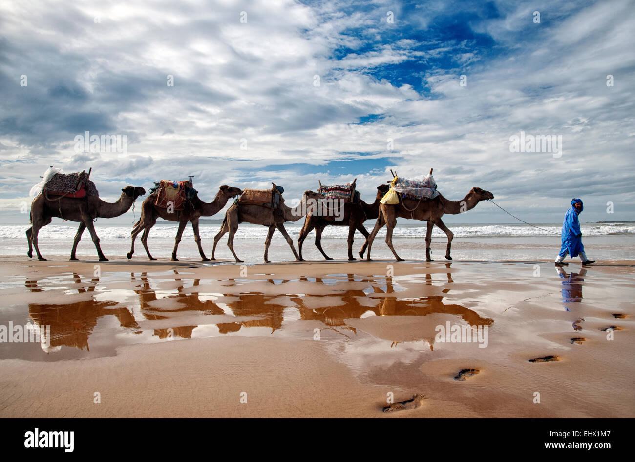 Berber man leading camel train on the beach, Essaouira, Morocco Stock ...