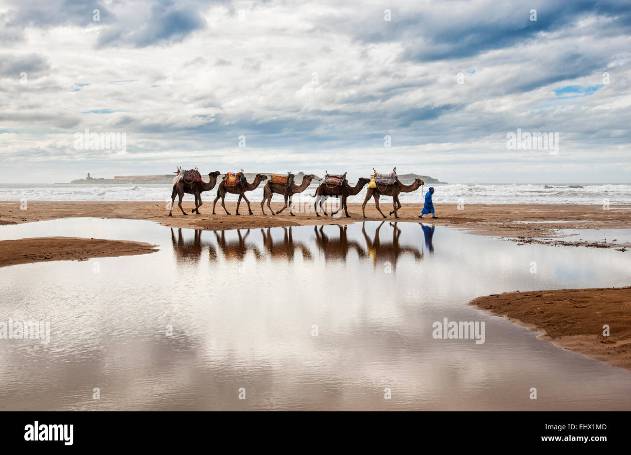 Camel camels trek trekking train hi-res stock photography and images ...