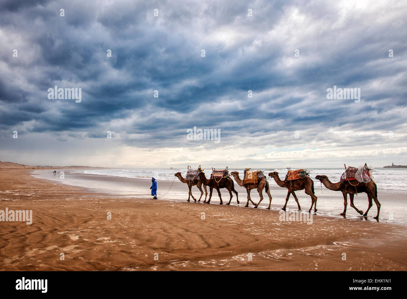 Camel camels trek trekking train hi-res stock photography and images ...