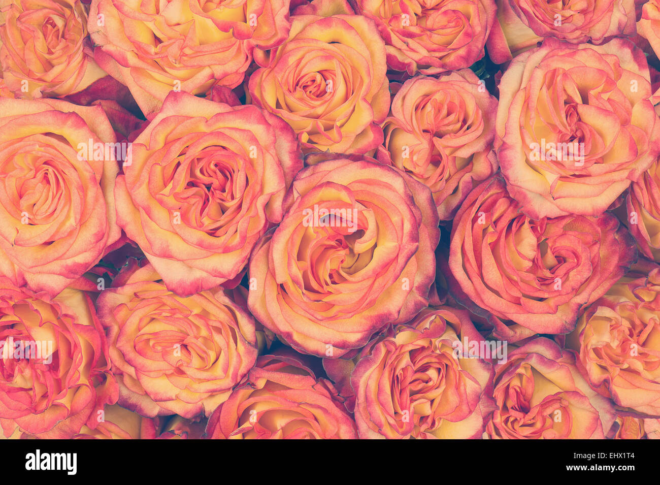 Colorful flower bouquet from roses in vanilla tones for use as ...