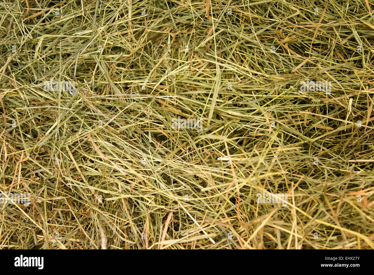 Hay seen from above Food for horses Stock Photo - Alamy