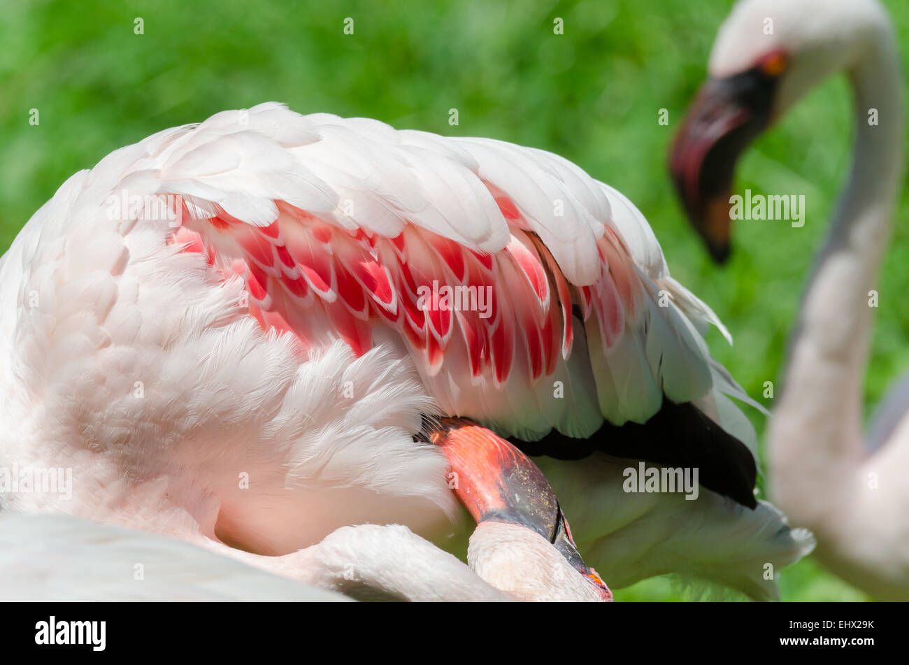 close up of a Caribbean flamingo in Brazil Stock Photo - Alamy