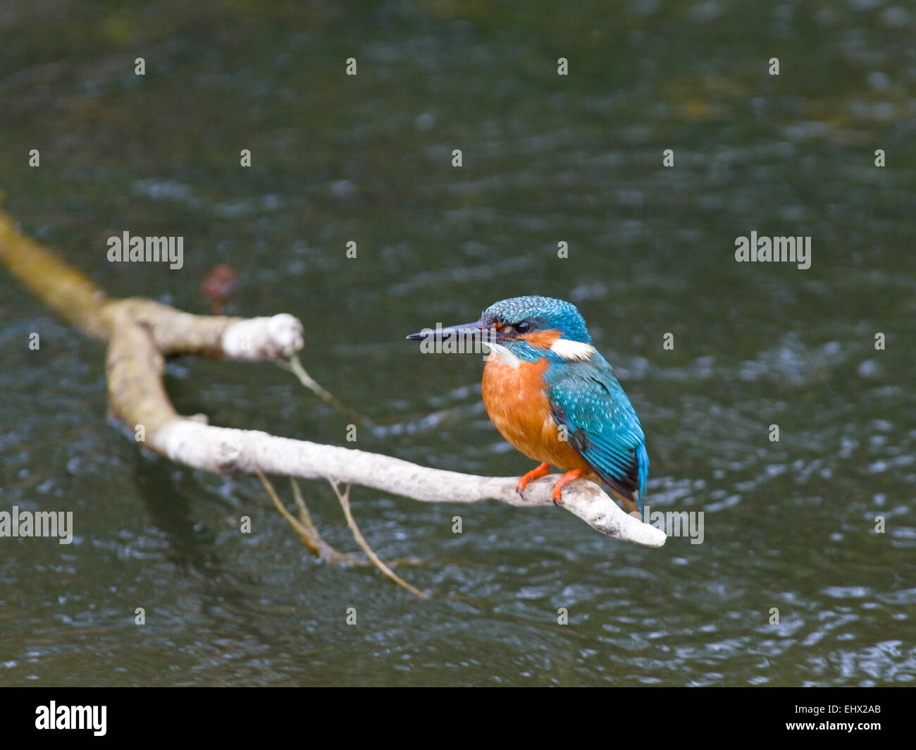 Kingfisher (Alcedo atthis) at a river in Ireland Stock Photo - Alamy