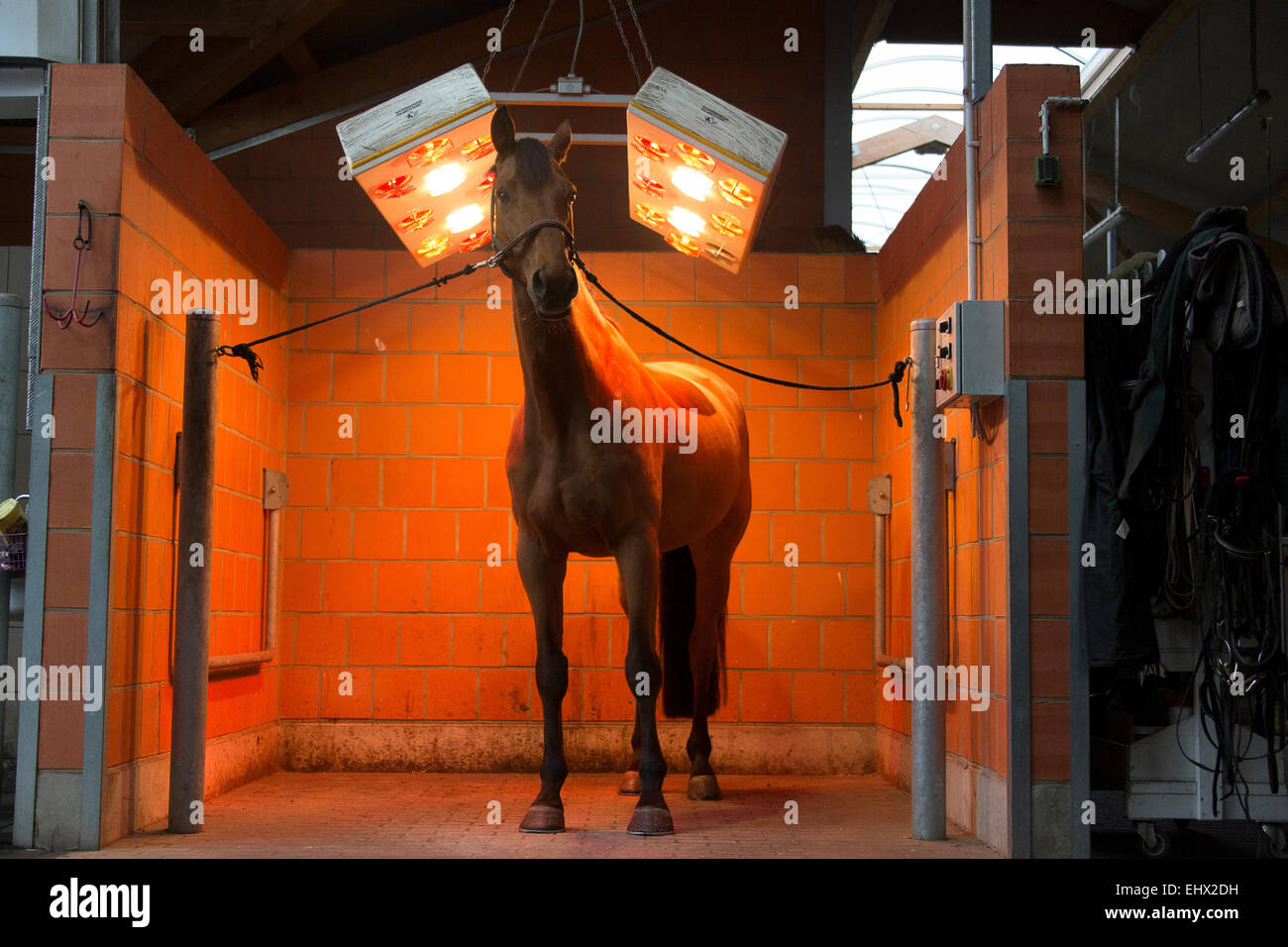 Hanoverian Horse horse solarium Germany Stock Photo - Alamy