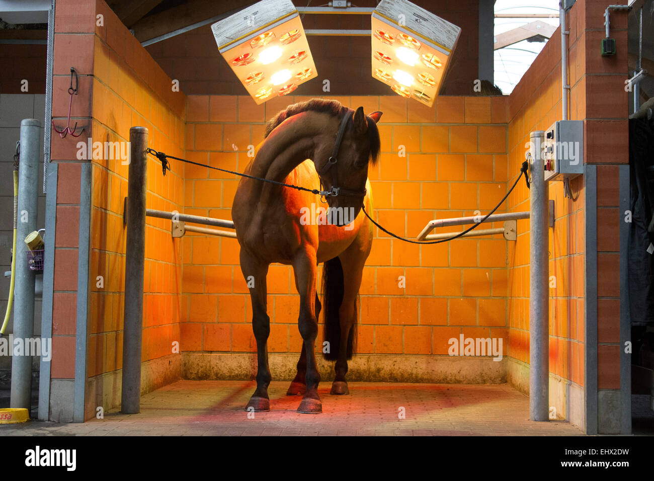 Hanoverian Horse horse solarium Germany Stock Photo - Alamy