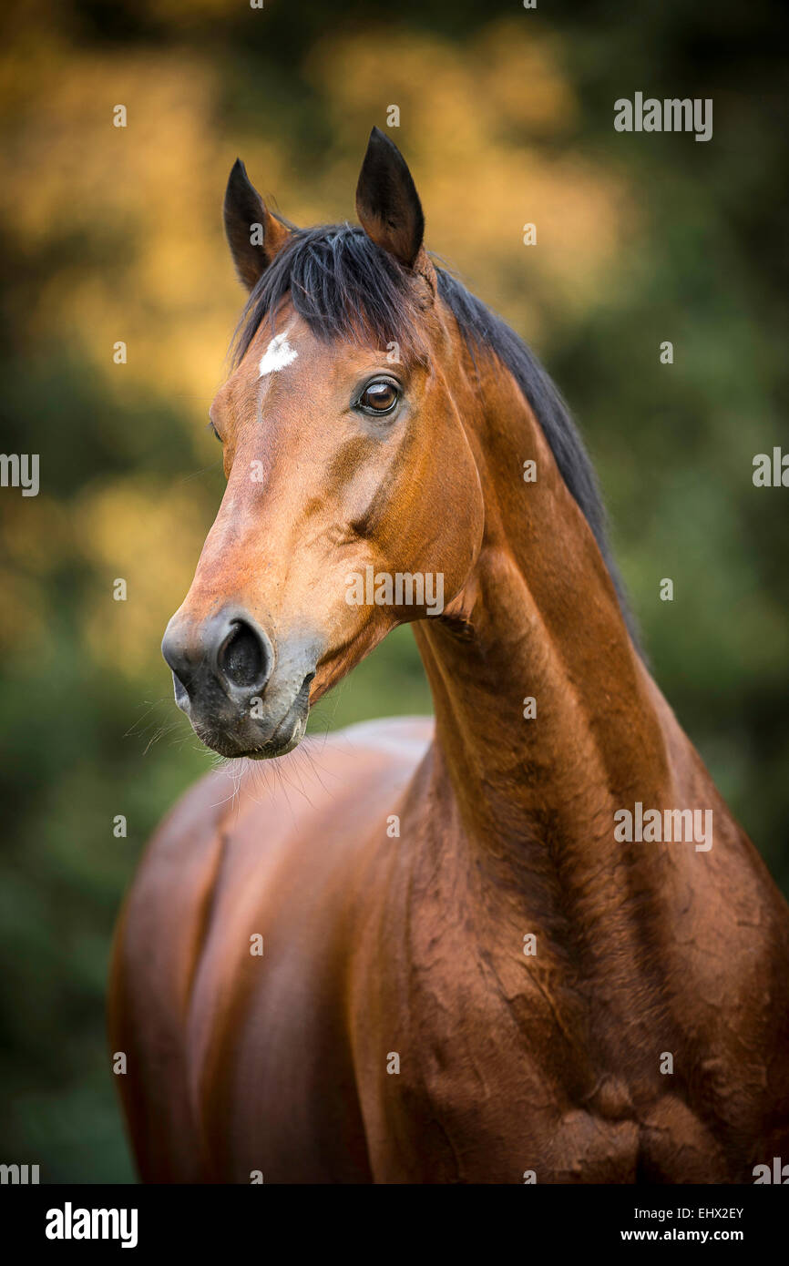 Thoroughbred. Portrait of bay stallion. Germany Stock Photo - Alamy