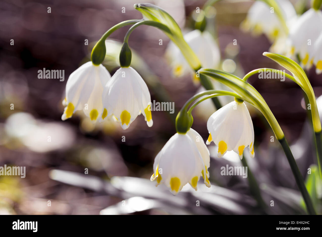 Spring Snowflake flowers Leucojum vernum Stock Photo - Alamy