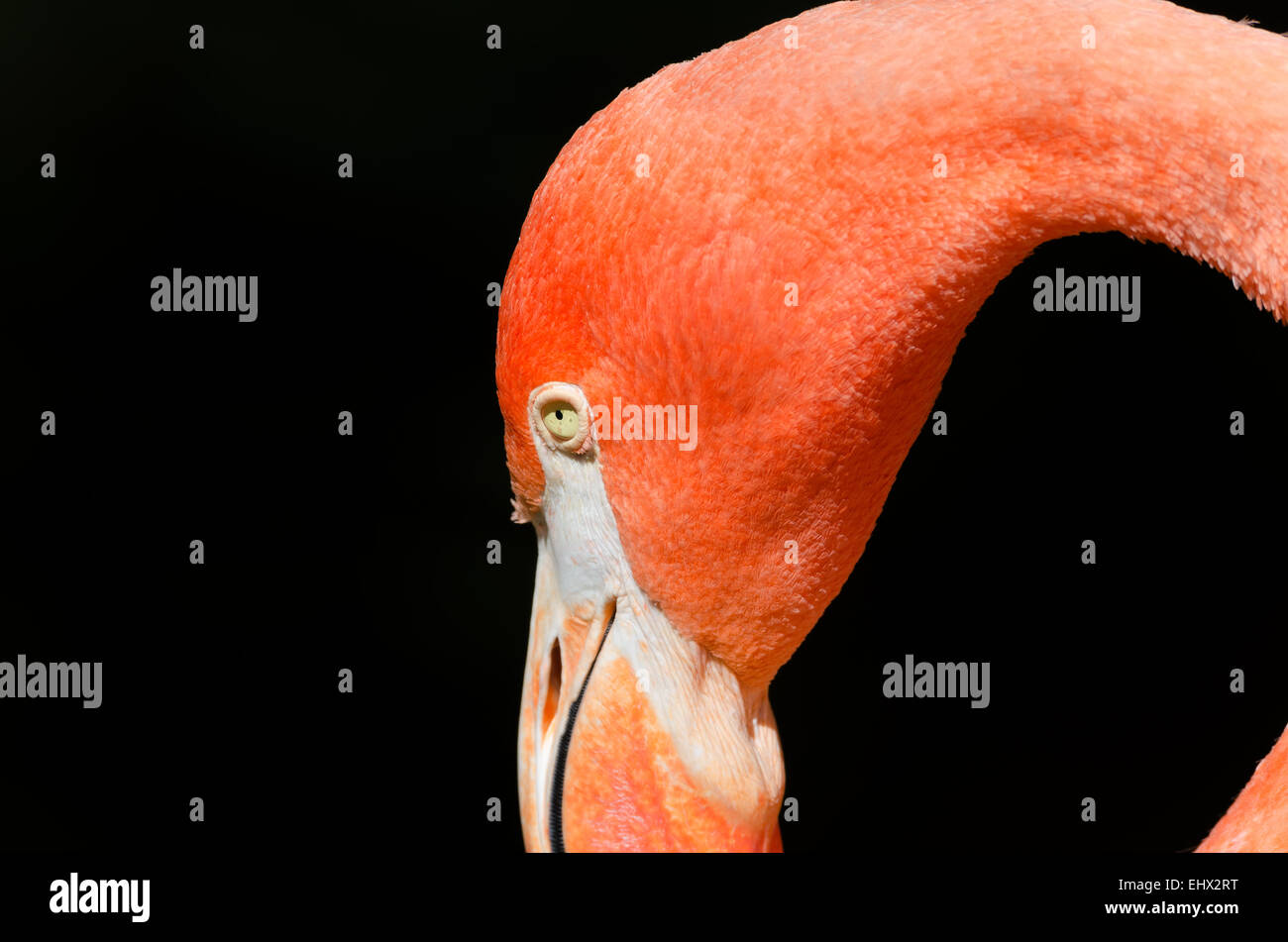 close up of a Caribbean flamingo in Brazil Stock Photo - Alamy