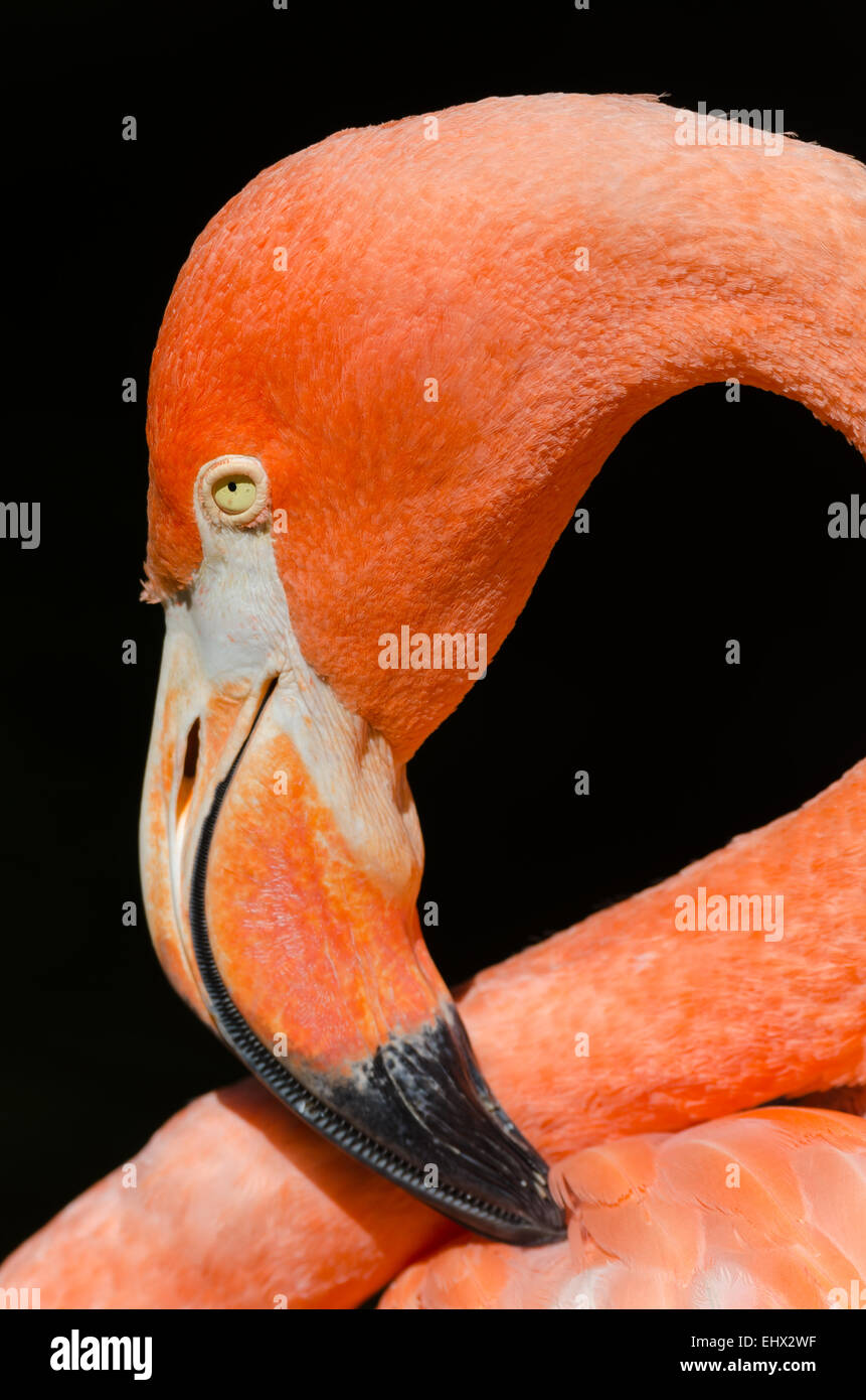 Flamingo eye hi-res stock photography and images - Alamy
