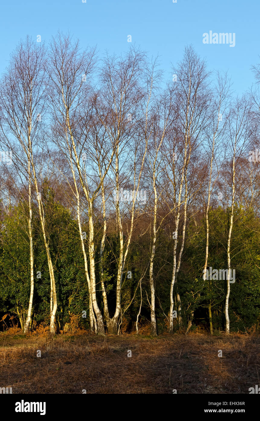 Stand of birch trees Stock Photo - Alamy