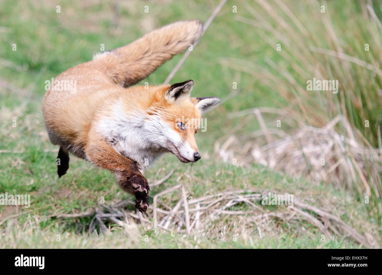 Jumping fox hi-res stock photography and images - Alamy