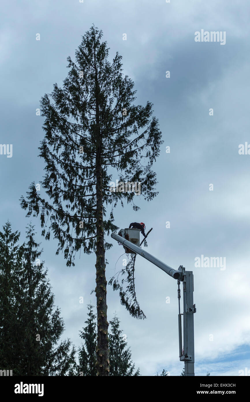 Canada, North Vancouver, Woodsman cutting trees Stock Photo - Alamy