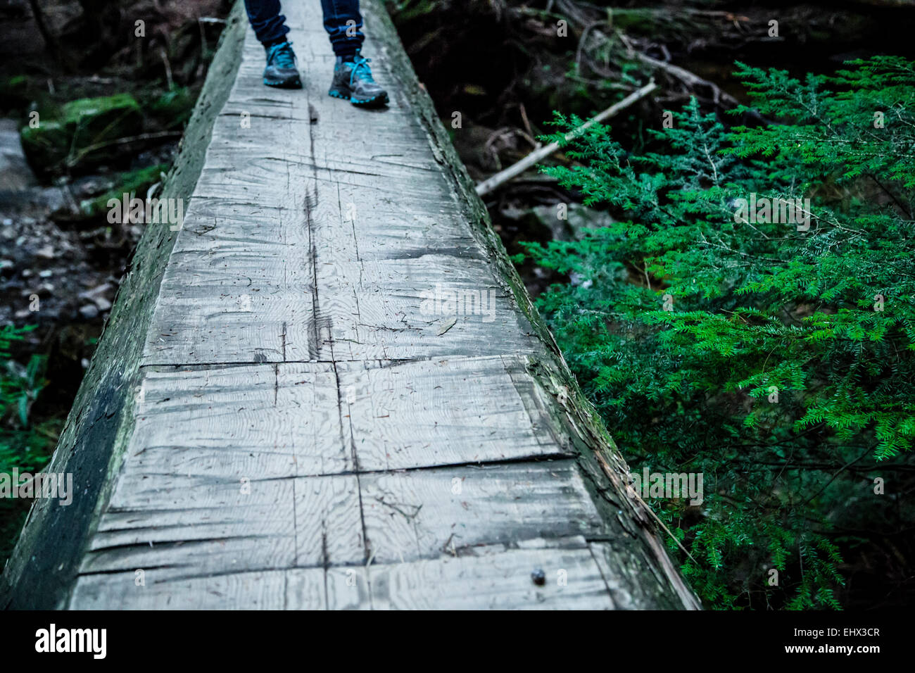 Canada, North Vancouver, Forrest trail in North Vancouver Stock Photo ...