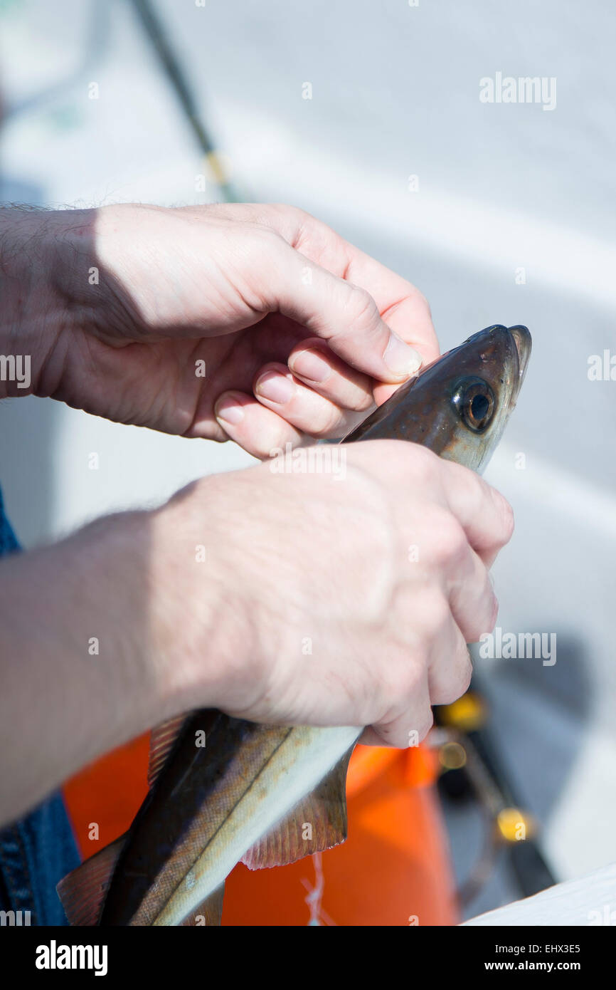 Angler vessel hi-res stock photography and images - Alamy