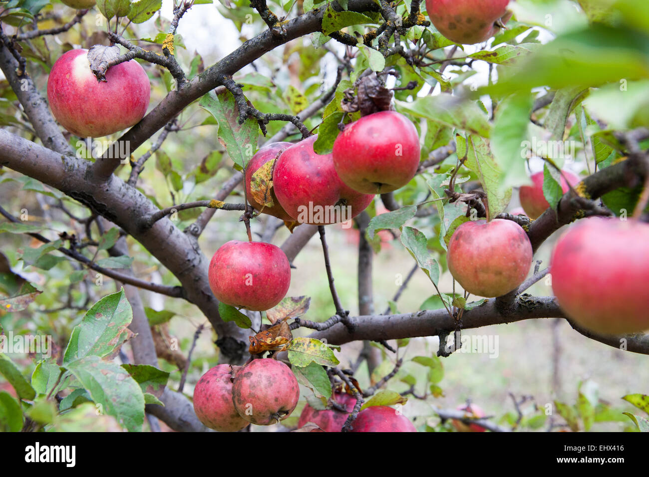 Red wild apples hi-res stock photography and images - Alamy