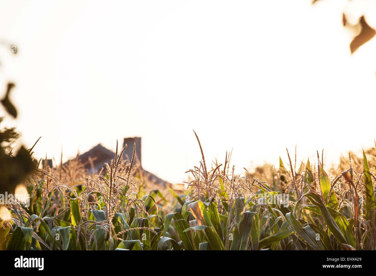 Bulgaria grain hi-res stock photography and images - Alamy