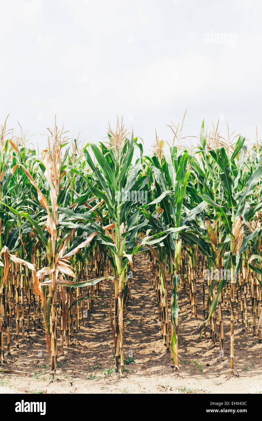 Dried out maize field hi-res stock photography and images - Alamy