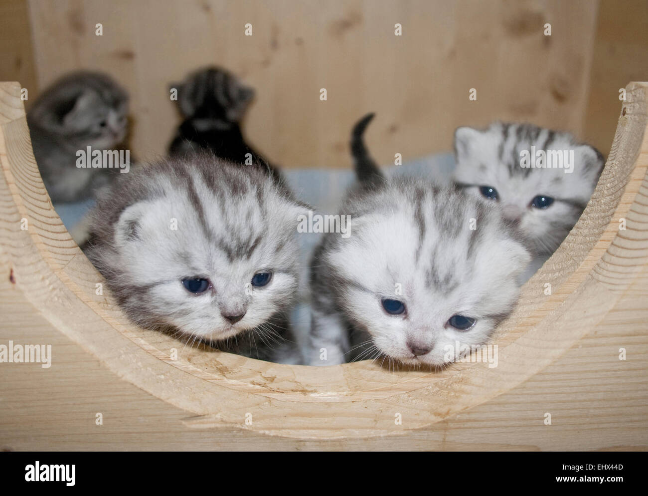 Baby cats 3 weeks old hi-res stock photography and images - Alamy