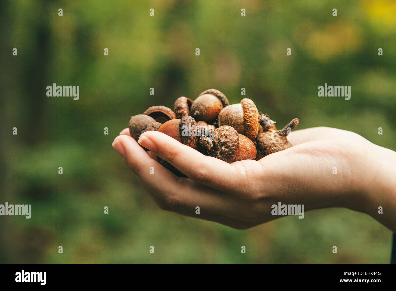 Person holding acorn hi-res stock photography and images - Alamy