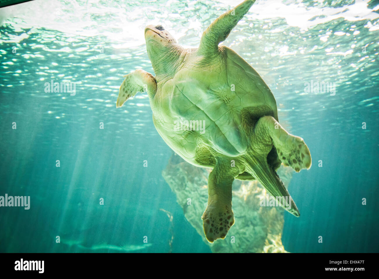 huge turtle swimming under the sea Stock Photo - Alamy