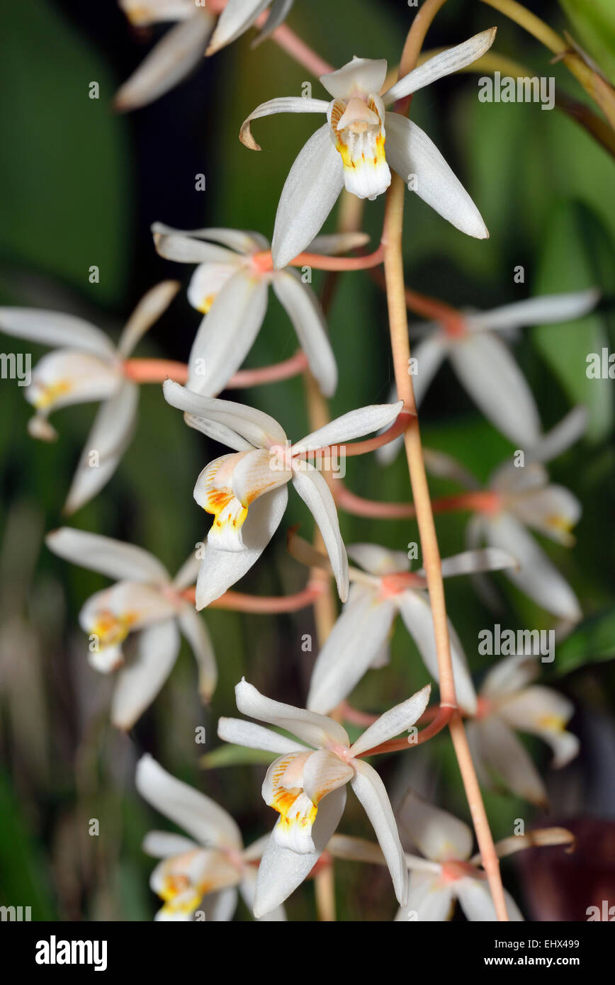 Loose Coelogyne Orchid - Coelogyne flaccida From Nepal, northern India ...
