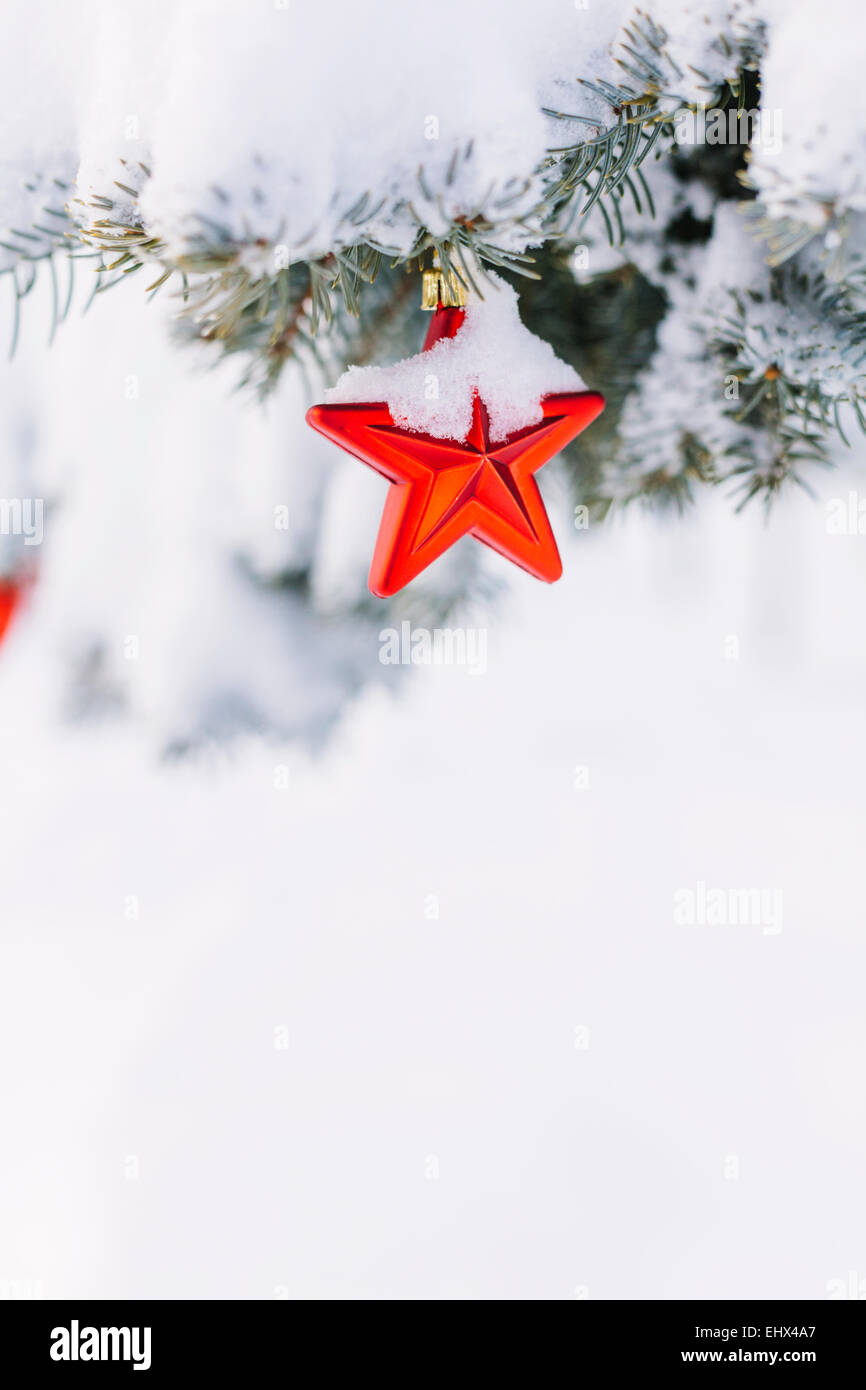 Star-shaped christmas bauble hanging on evergreen tree Stock Photo - Alamy