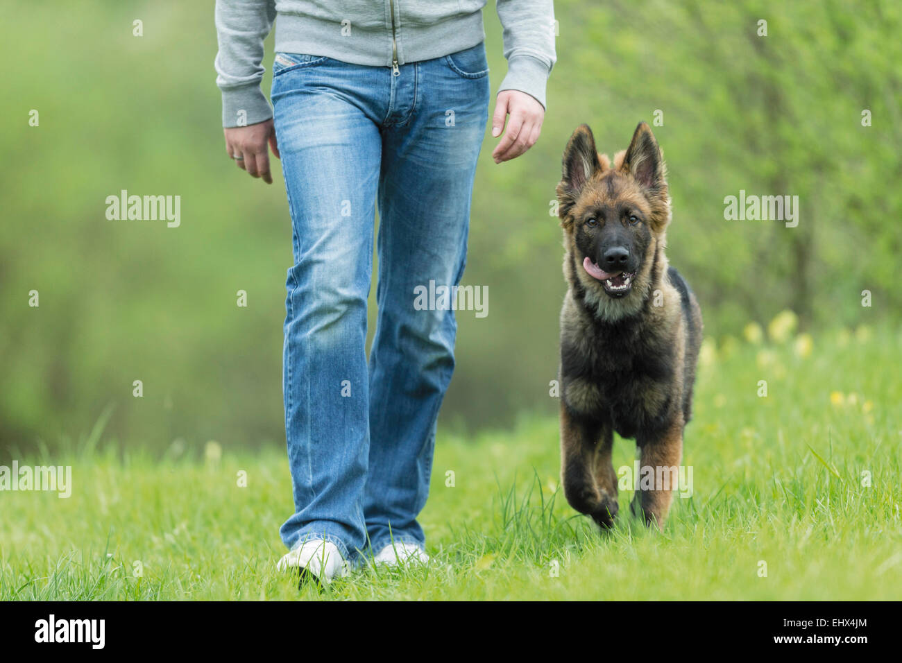 Man walking german shepherd canis hi-res stock photography and images ...