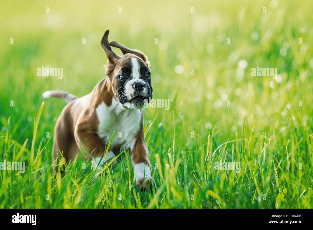 Boxer puppy running germany hi-res stock photography and images - Alamy
