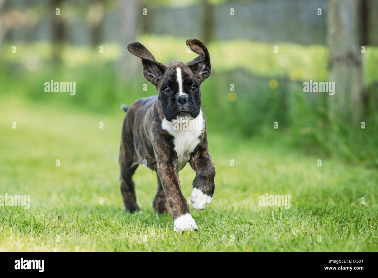 Boxer puppy running germany hi-res stock photography and images - Alamy