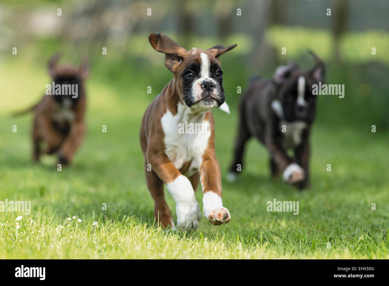 Boxer Three puppies running lawn Germany Stock Photo - Alamy