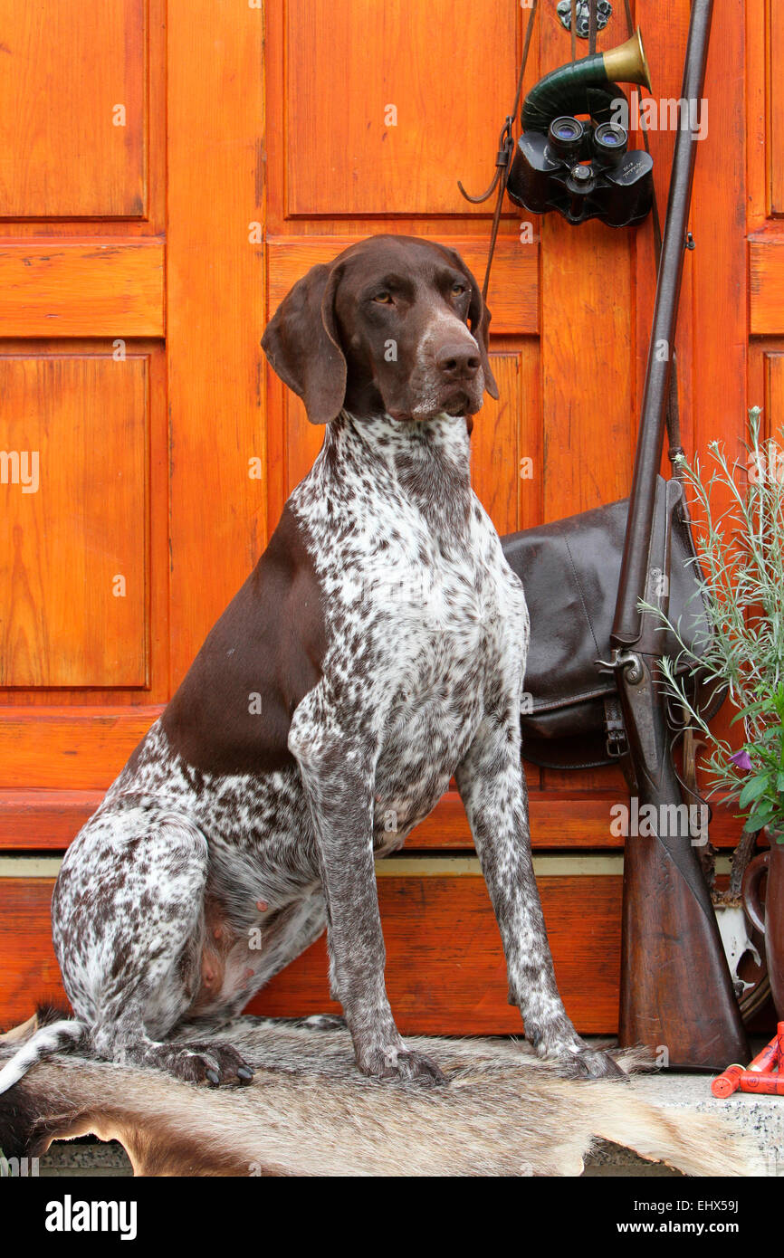 German Shorthaired Pointer Adult dog sitting next hunting equipment ...