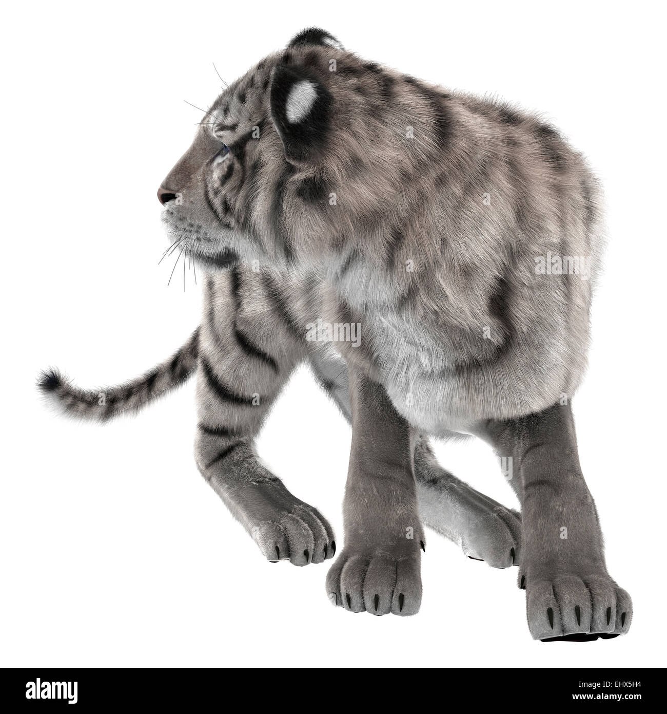 3D digital render of a white tiger turning back and looking around ...