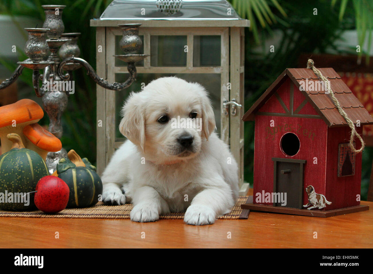 Golden Retriever Puppy 6 weeks old lying next nesting box pumpkins ...