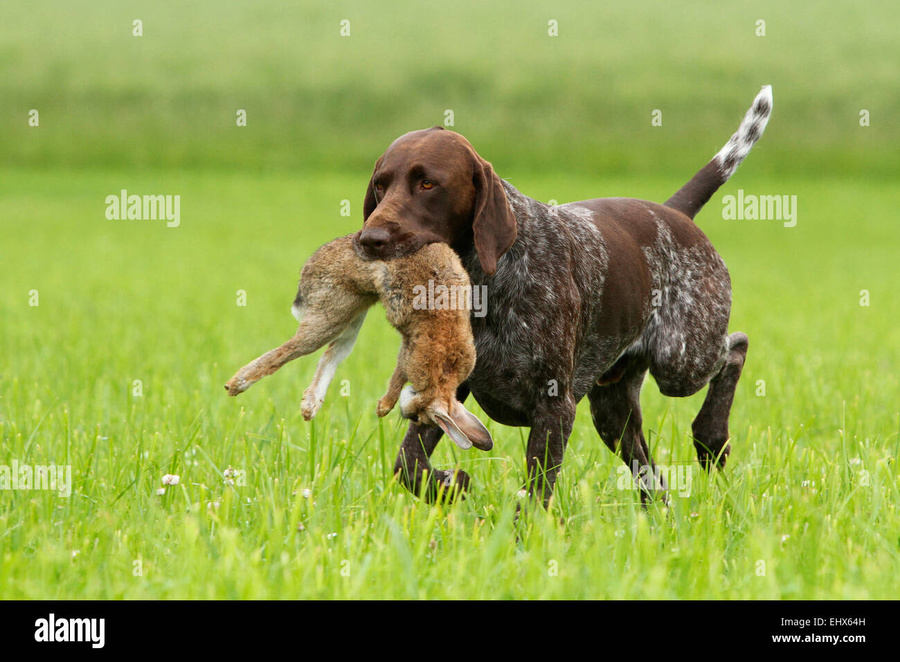 German hare hi-res stock photography and images - Alamy