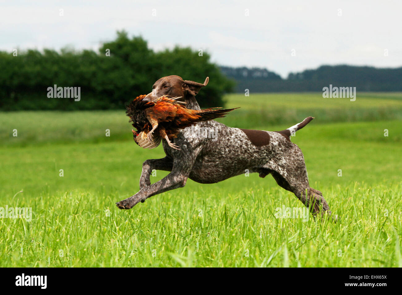 German Shorthaired Pointer. Male retrieving Pheasant Germany Stock ...